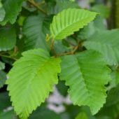 Buy Alnus rubra Online - Southern Woods