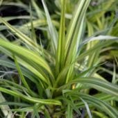 Buy Astelia fragrans Online - Southern Woods