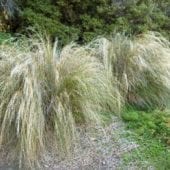Buy Chionochloa rigida Online - Southern Woods