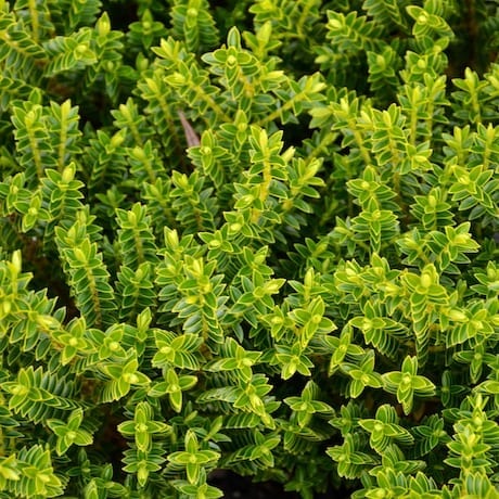 Buy Hebe odora Online - Southern Woods