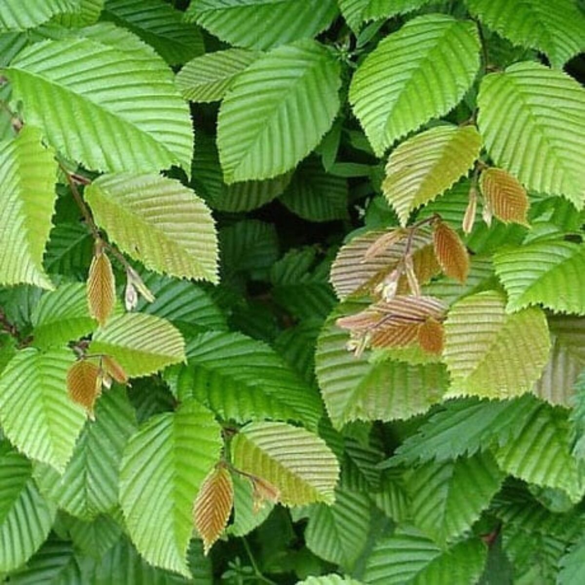 Hornbeam Hedge Plants Carpinus Betulus - The Best Picture Of Beam