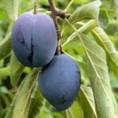 Buy Prune Plum 'Italian' Online - Southern Woods