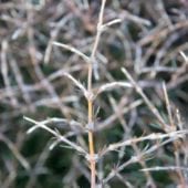 Buy Coprosma rugosa Online - Southern Woods