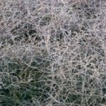 Buy Coprosma rugosa Online - Southern Woods