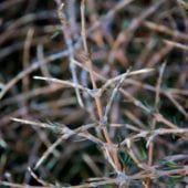 Buy Coprosma rugosa Online - Southern Woods