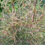 Buy Coprosma rugosa Online - Southern Woods