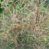 Buy Coprosma rugosa Online - Southern Woods