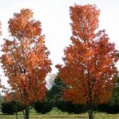 Buy Acer rubrum 'Bowhall' Online - Southern Woods
