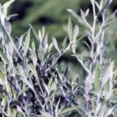 Buy Corokia buddleioides Online - Southern Woods