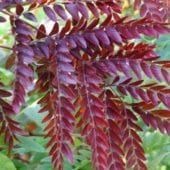 Buy Gleditsia 'Ruby Lace' Online - Southern Woods