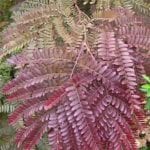 Buy Gleditsia 'Ruby Lace' Online - Southern Woods
