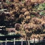 Buy Gleditsia 'Ruby Lace' Online - Southern Woods