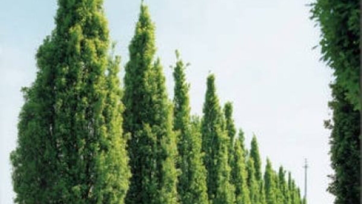 Quercus Robur Fastigiata Skyrocket