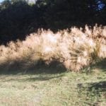 Buy Chionochloa conspicua Online - Southern Woods