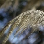 Buy Chionochloa conspicua Online - Southern Woods