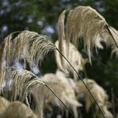 Buy Chionochloa conspicua Online - Southern Woods