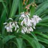 Buy Arthropodium cirratum 'Te Puna' Online - Southern Woods