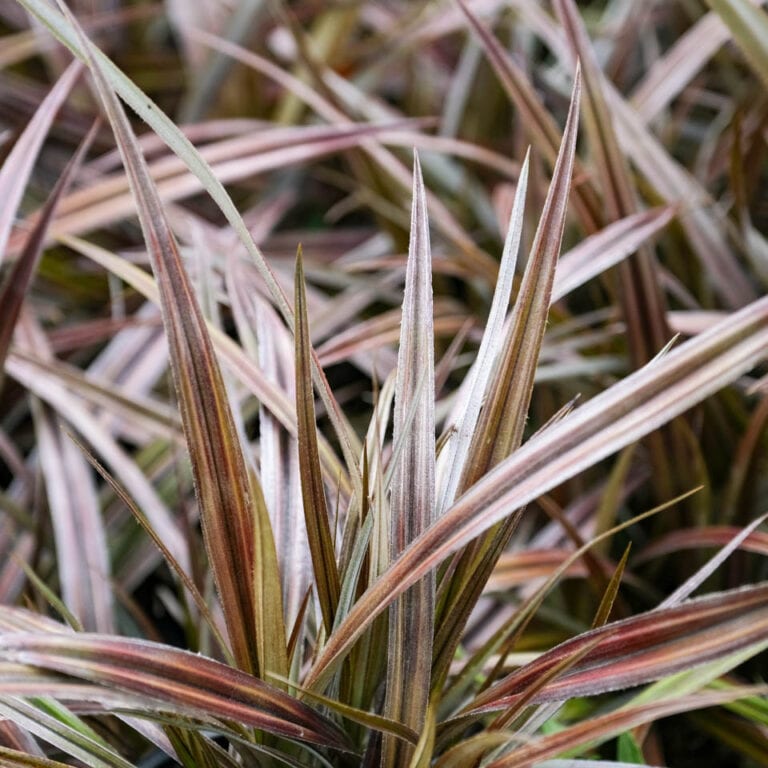 Buy Astelia nervosa 'Westland' Online - Southern Woods