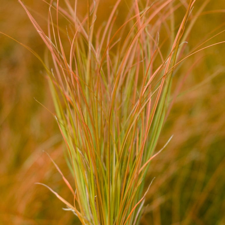 Buy Carex testacea Online - Southern Woods