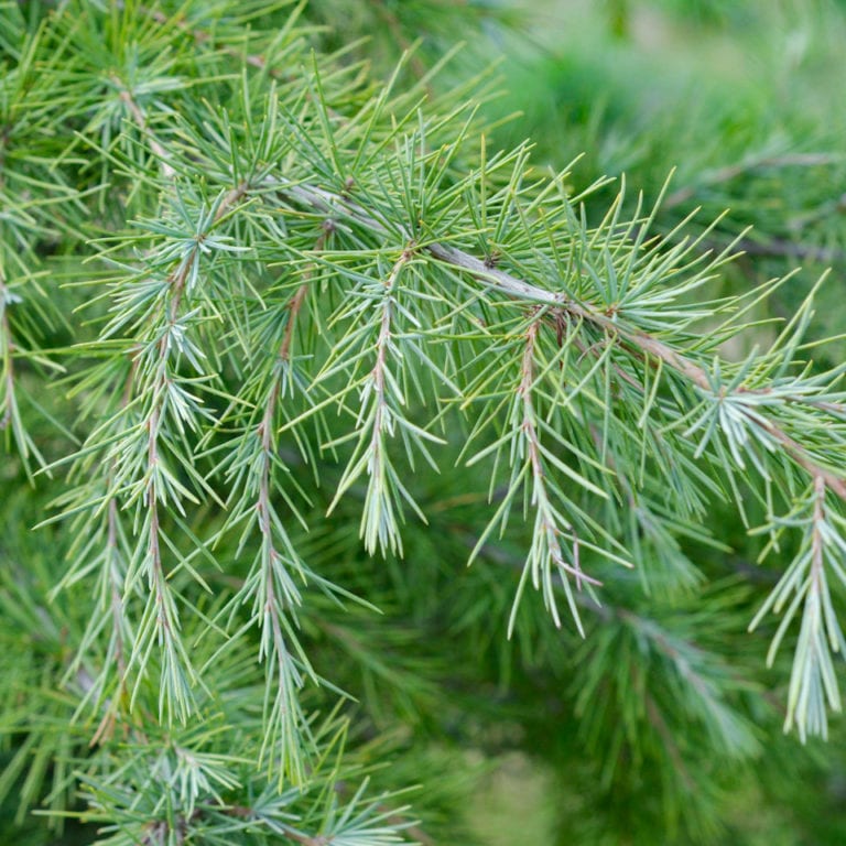 Buy Cedrus deodara Online - Southern Woods