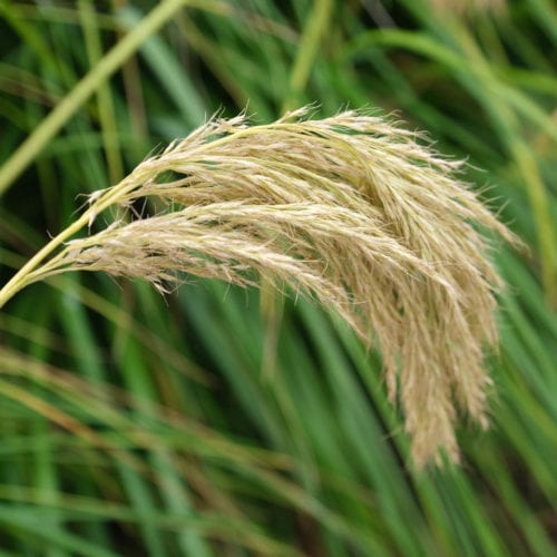 Buy Chionochloa flavicans Online - Southern Woods