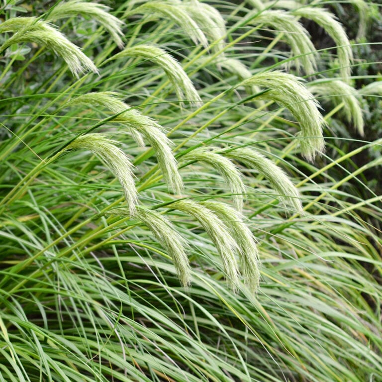 Buy Chionochloa flavicans Online - Southern Woods