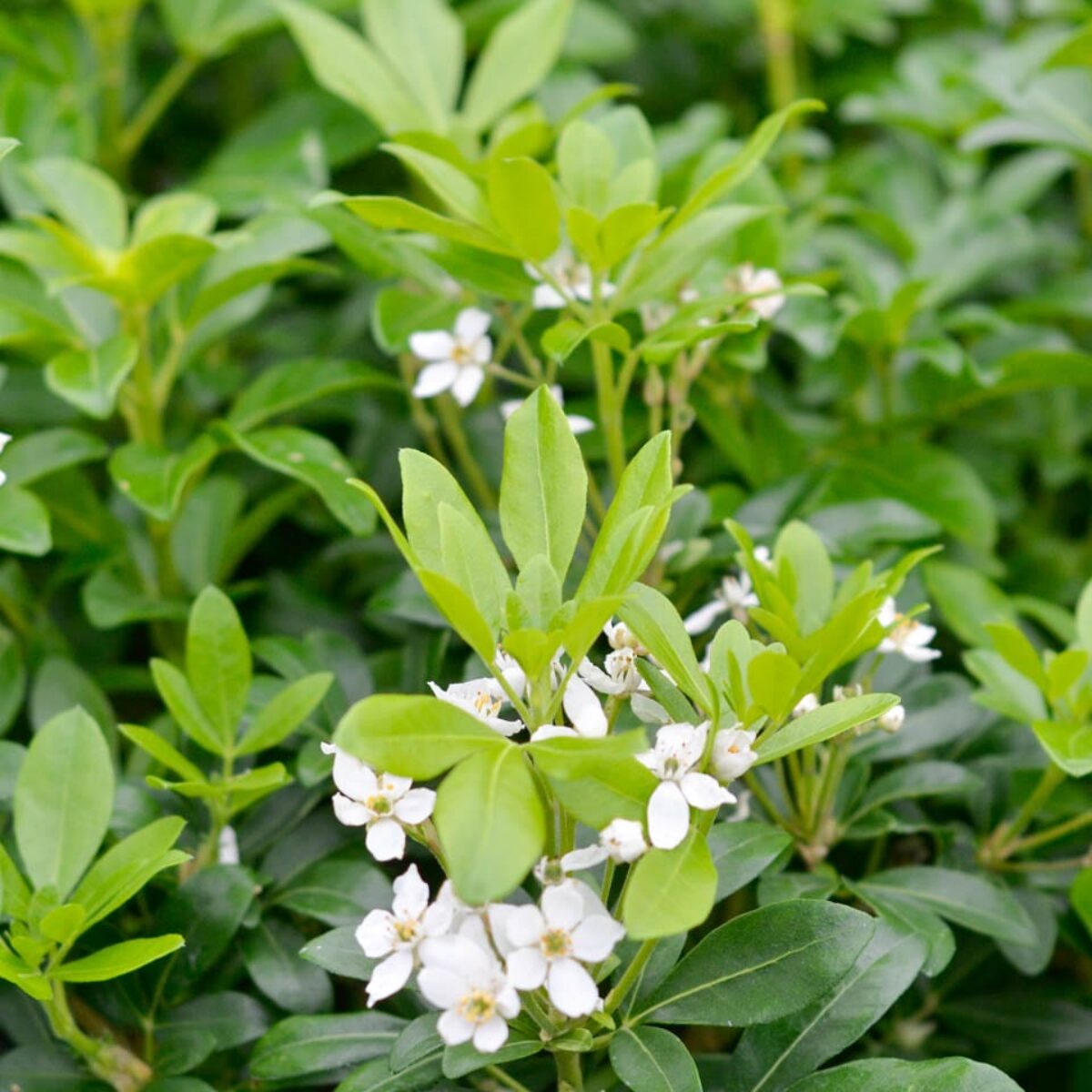 Orange Blossom Tree Nz