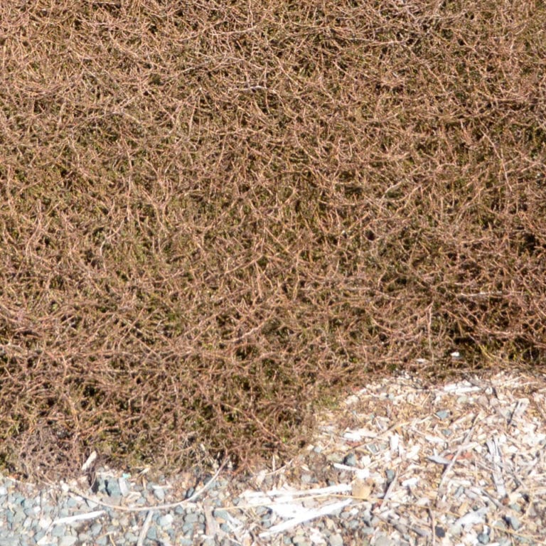 Buy Coprosma acerosa 'Red Rocks' Online - Southern Woods