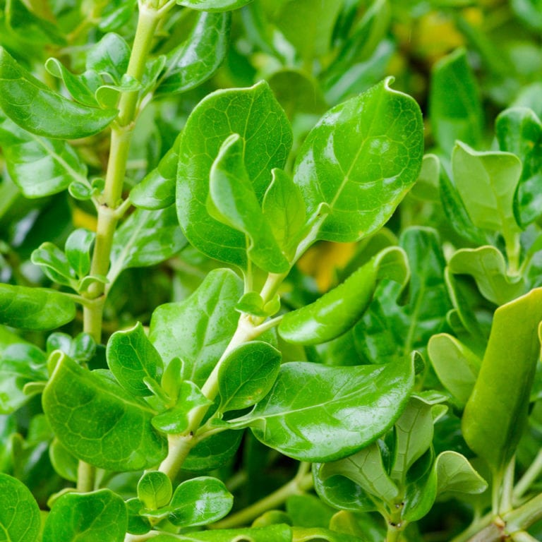 Buy Coprosma repens Online - Southern Woods