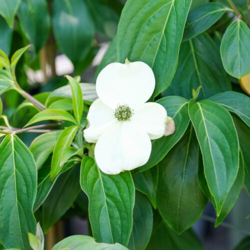 Buy Cornus 'Greenvale' Online - Southern Woods