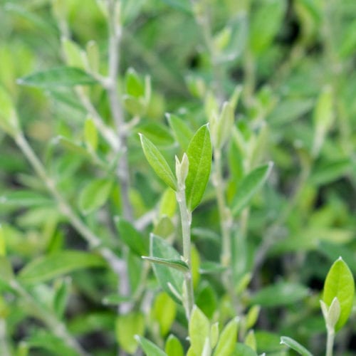 Buy Corokia 'Geenty's Green' Online - Southern Woods