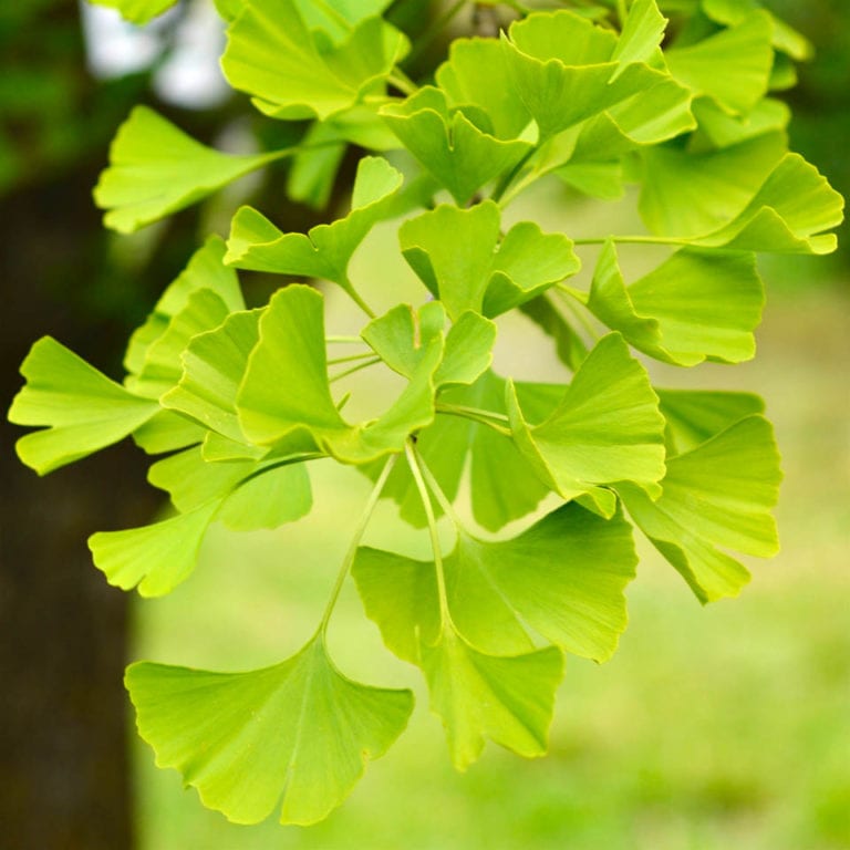 Buy Ginkgo biloba Online - Southern Woods