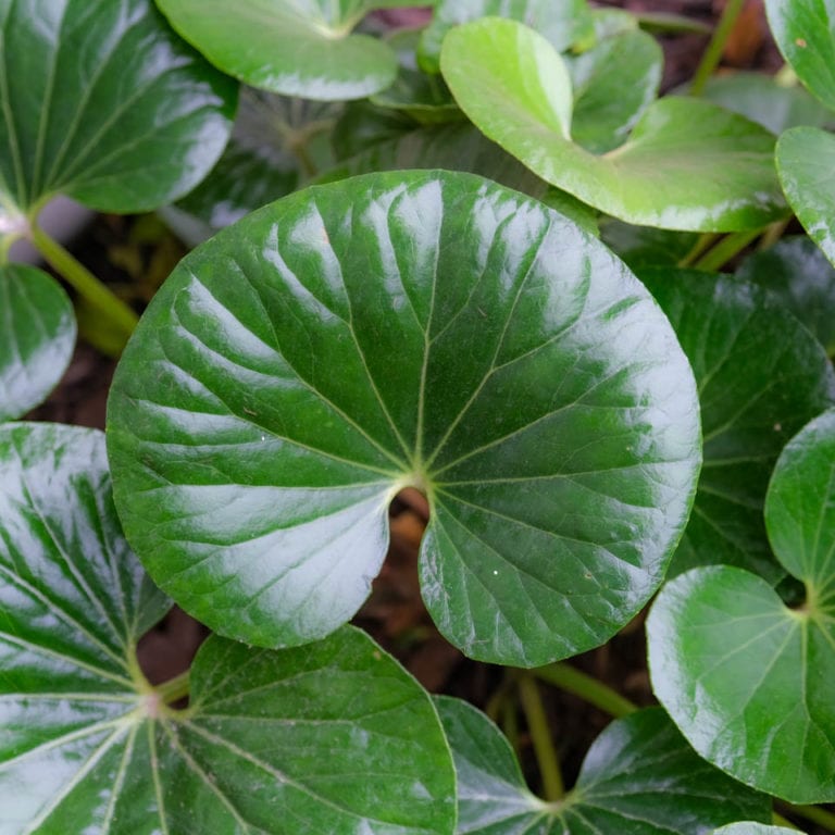 Buy Ligularia reniformis Online - Southern Woods