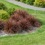 Buy Phormium ‘Sweet Mist’ Online - Southern Woods