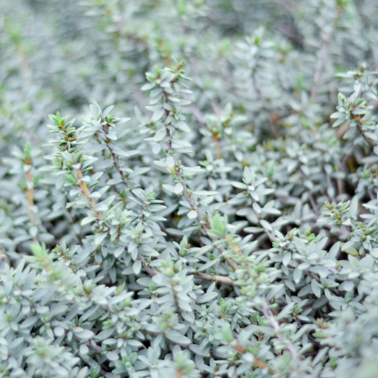 Buy Pimelea prostrata Online - Southern Woods