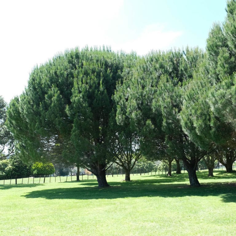 Buy Pinus pinea Online - Southern Woods