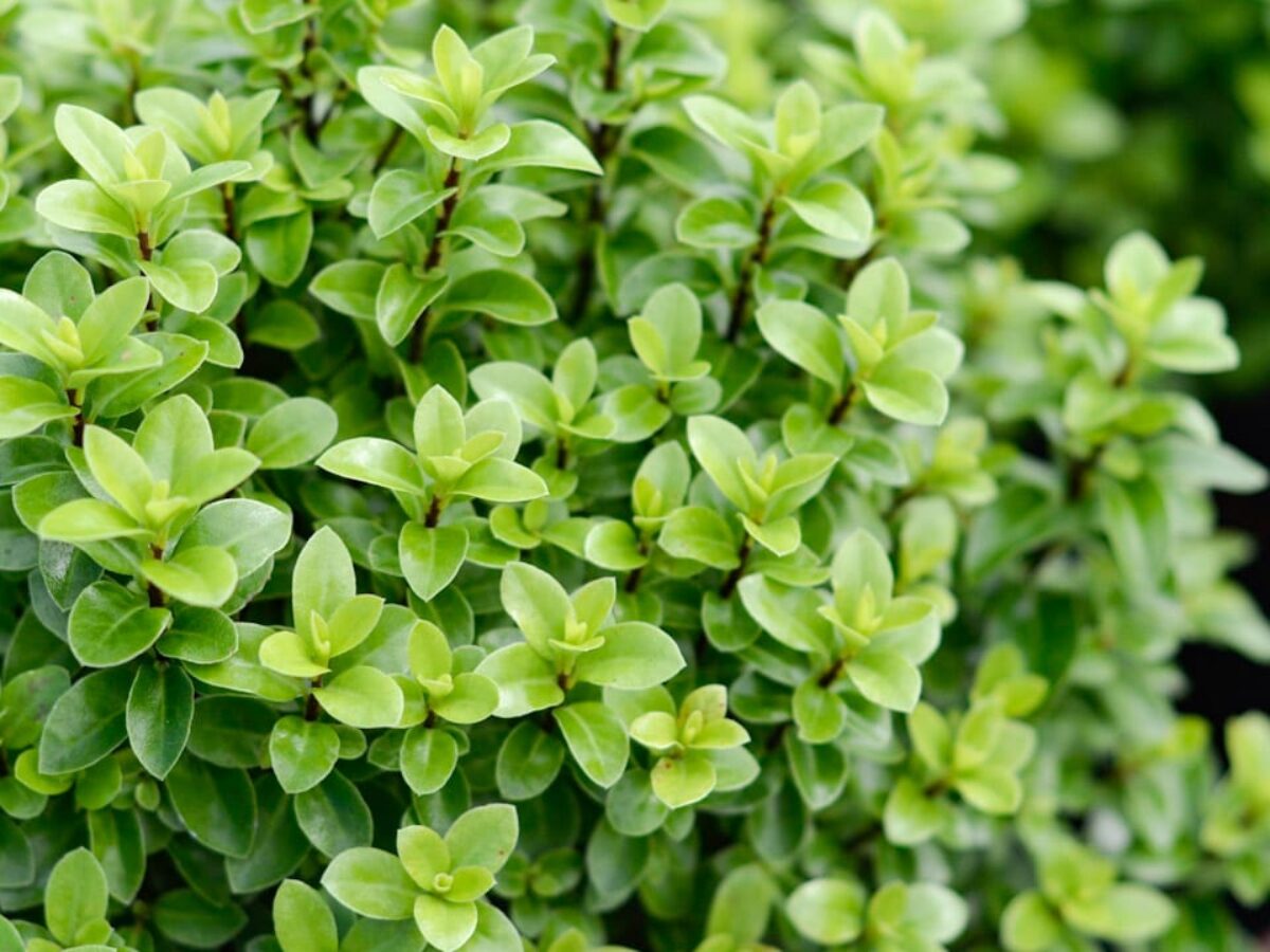 Pittosporum Hedge Pittosporum Silver Sheen Dream Australian Plants