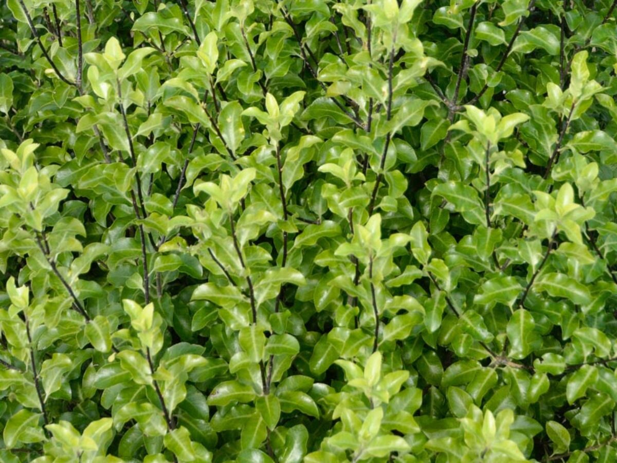Pittosporum Hedge Pittosporum Silver Sheen Dream Australian Plants