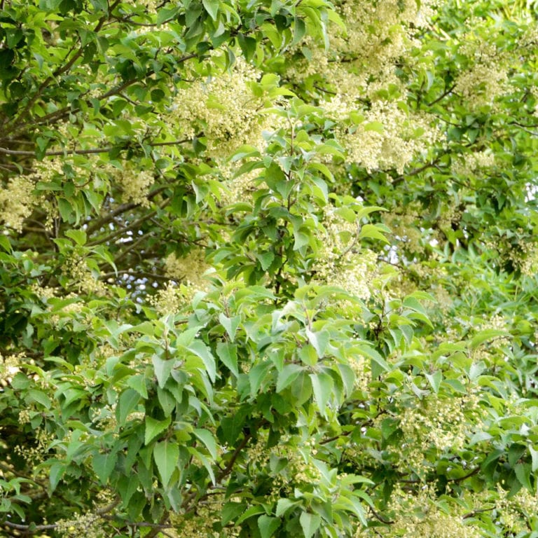 Buy Plagianthus regius Online - Southern Woods