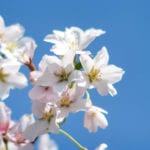 Buy Prunus yedoensis 'Awanui' Online - Southern Woods