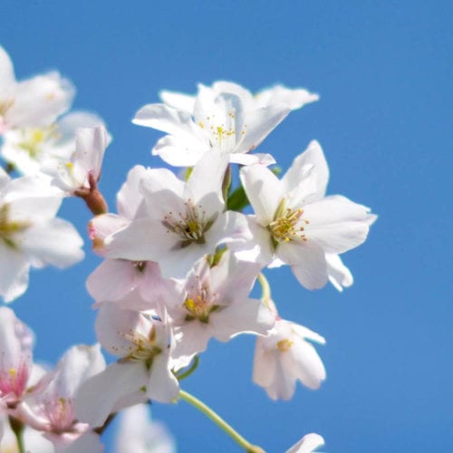 Buy Prunus yedoensis 'Awanui' Online - Southern Woods
