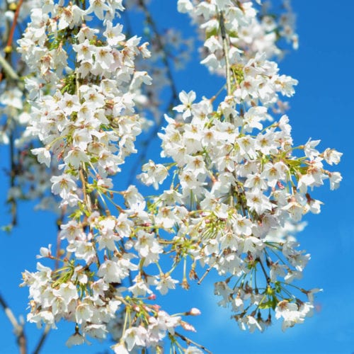 Buy Prunus subhirtella 'Falling Snow' Online - Southern Woods
