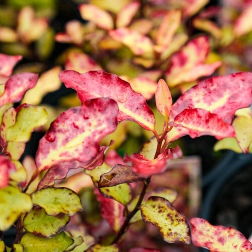 Buy Pseudowintera 'Red Leopard' Online - Southern Woods
