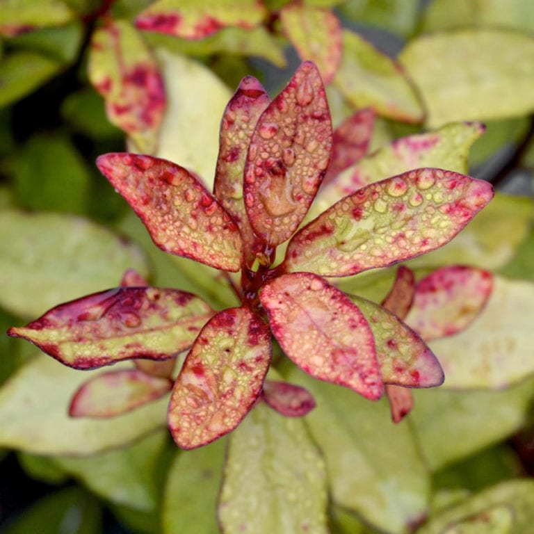 Buy Pseudowintera colorata Online - Southern Woods