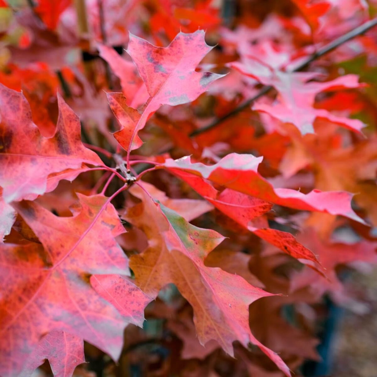 Quercus Coccinea Fall Color