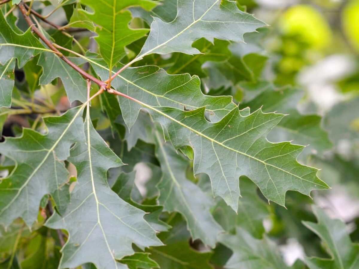 Quercus Palustris Leaf Northern Red Oak Vs Pin Oak: Identification