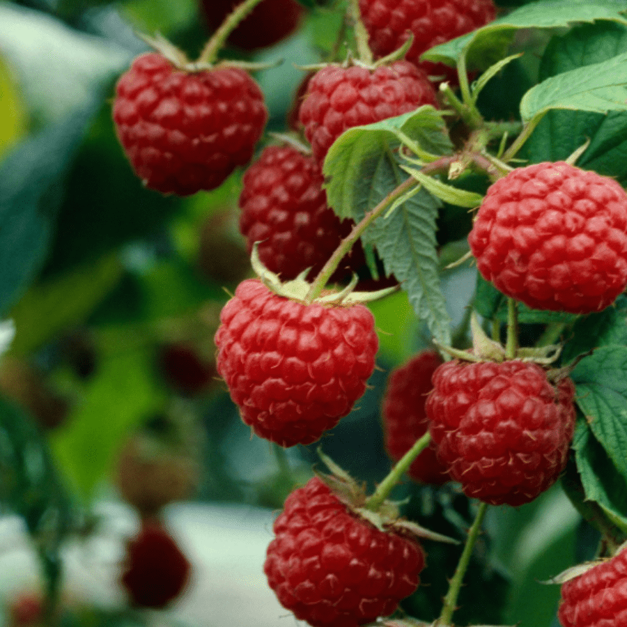 Buy Raspberry 'Heritage' Online - Southern Woods