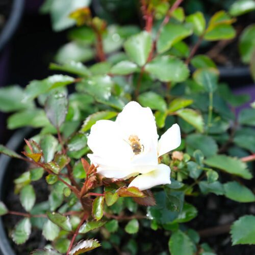 Buy Rose Flower Carpet White® Online - Southern Woods