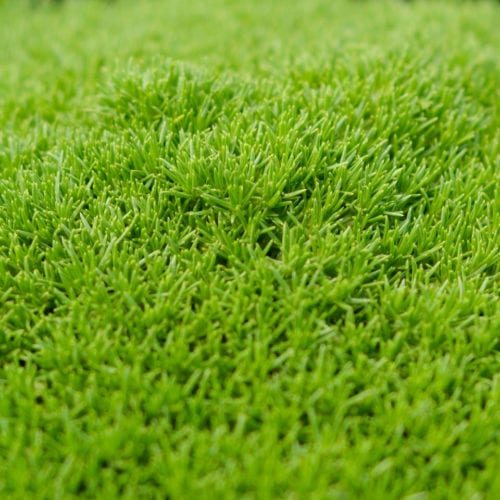 Buy Scleranthus biflorus Online - Southern Woods
