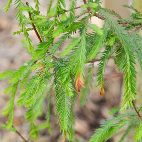 Buy Taxodium distichum Online - Southern Woods